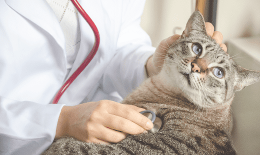 Dog & Cat Heart Disease Treatment - Coast to Coast Cardiology